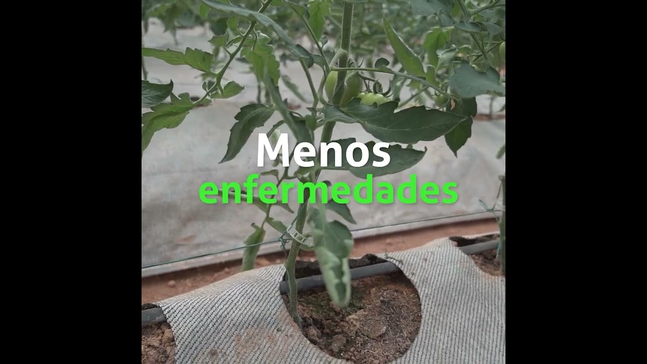 Tu cultivo de tomate con las mejores soluciones