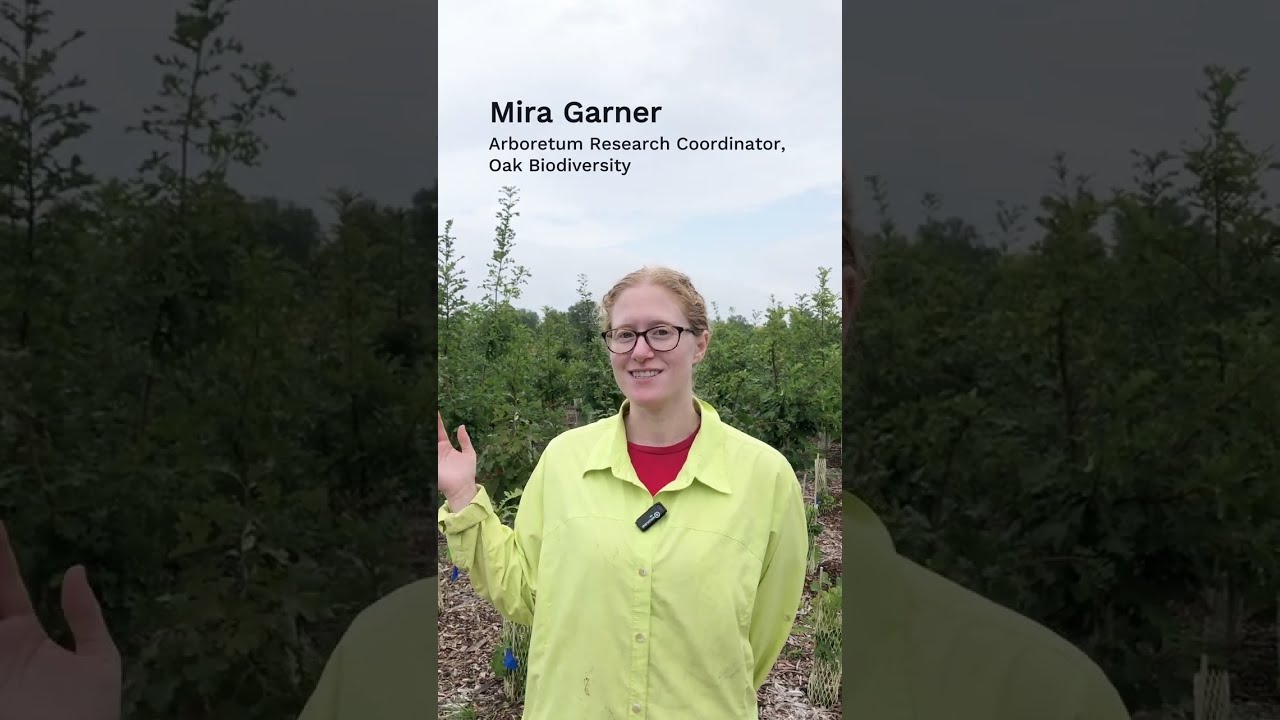 Go Behind the Scenes of The Morton Arboretum Bur Oak Common Garden