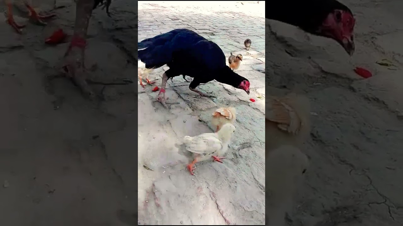 Wow Cutie mama hen chicks video || Cutie chicken || Adorable beautiful hen  #shorts #animal  #birds
