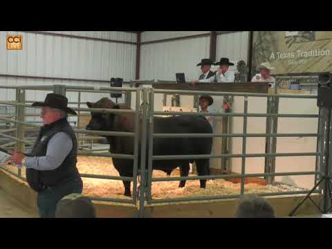 Lesikar Ranch Herd Bull Sale Athens TX Nov 2024_Nov07_14-02-17.mp4
