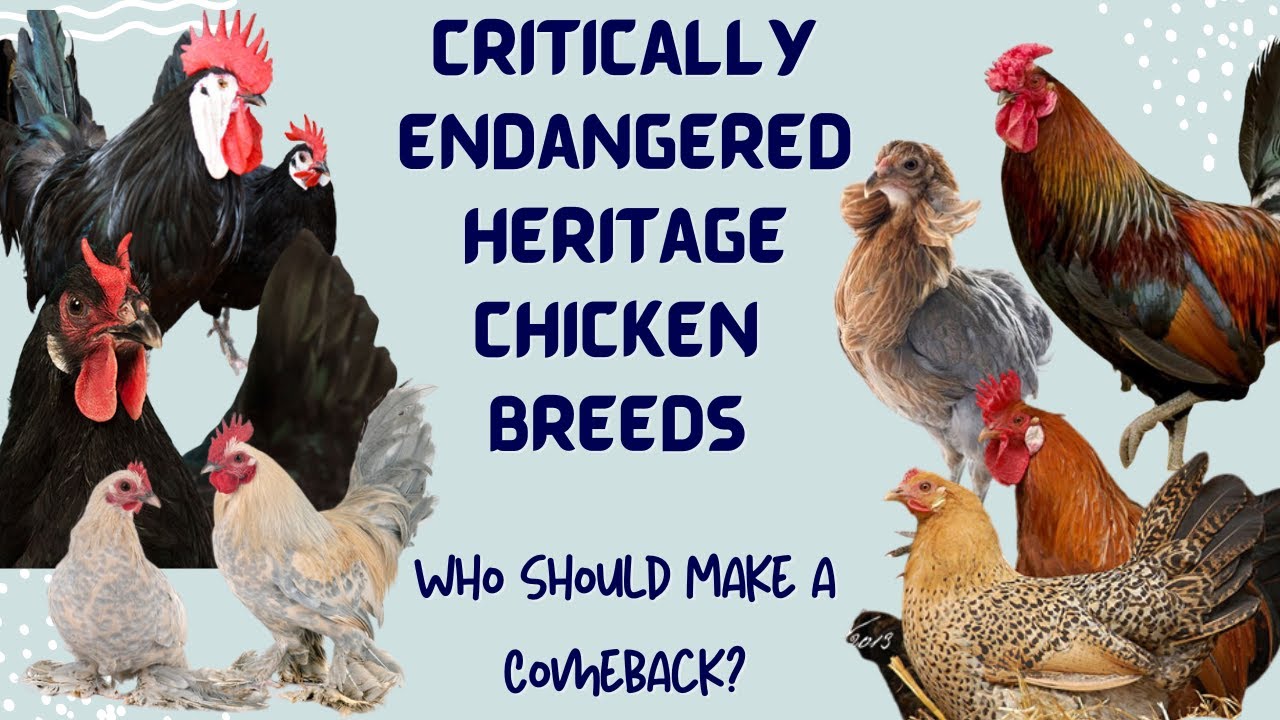 Critically Endangered Heritage Chicken Breeds - Who Should Make a Comeback?