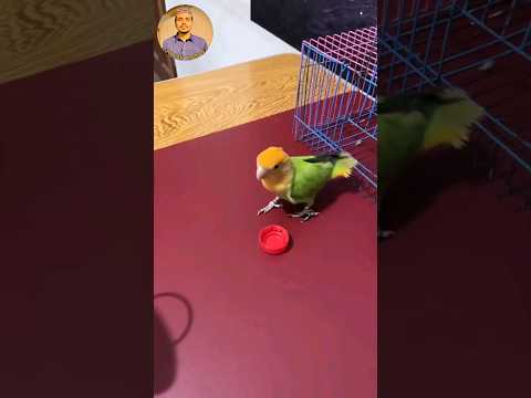 How i tame my lovebird | tamed lovebirds