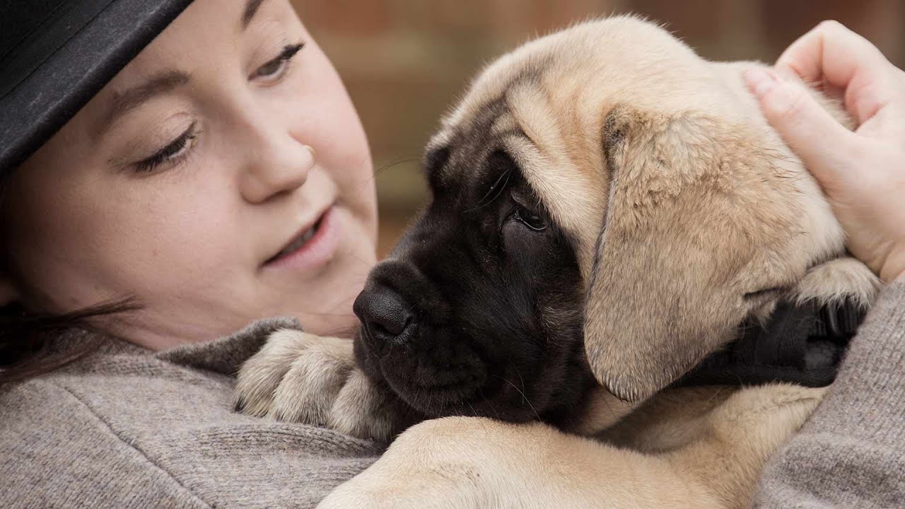 5 things I’ve Learnt Since Getting My ENGLISH MASTIFF PUPPY