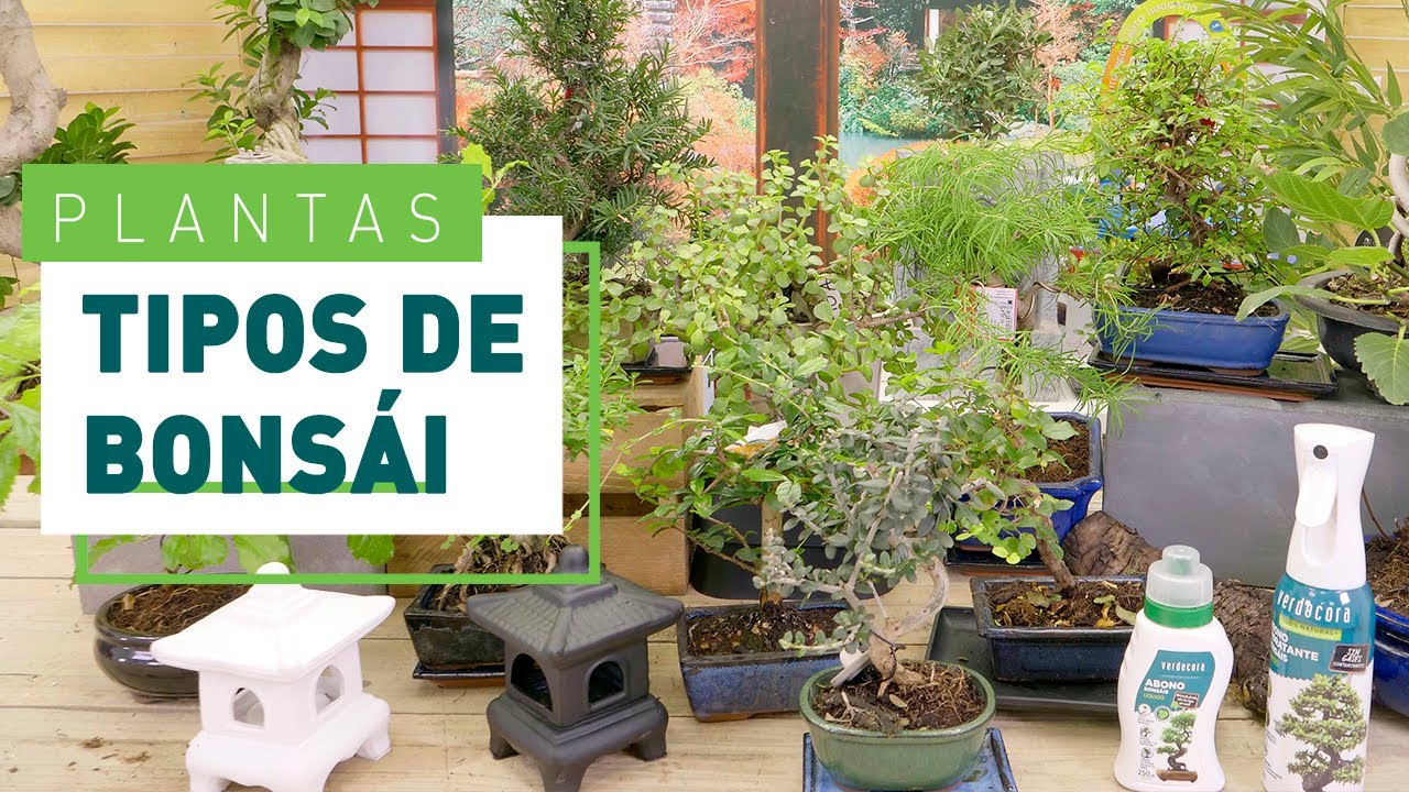 Types of bonsai: species and styles | Plants at VERDECORA