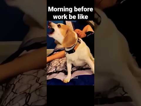 Mornings before work...🤣 #memes#meme#memesdaily#funny#viral