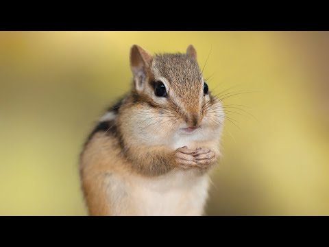 Enchanting Chipmunk Serenade: Soothing Nature Sounds for Relaxation || 2 HOURS || Blissful Tones