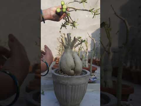 ADENIUM PRUNING