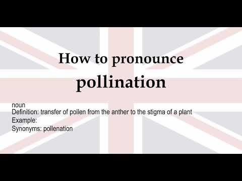 How to pronounce 'pollination' + meaning