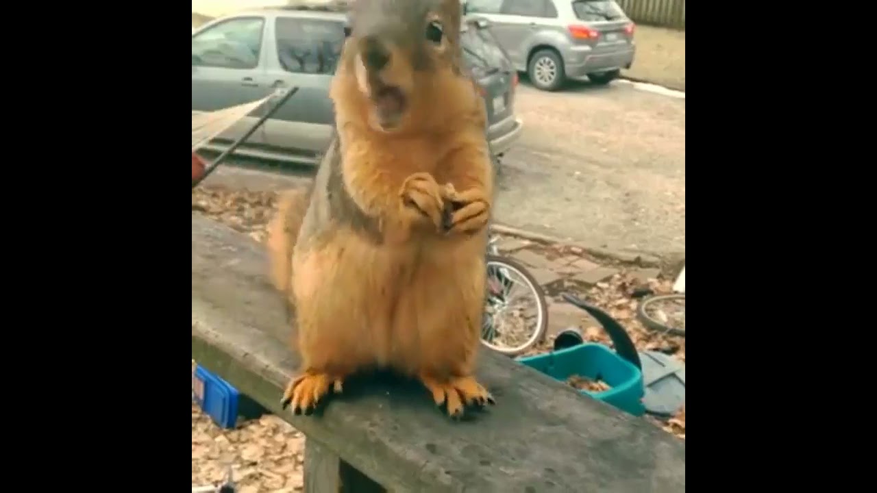 Professional Squirrel Translator (Grateful Talking Squirrel)