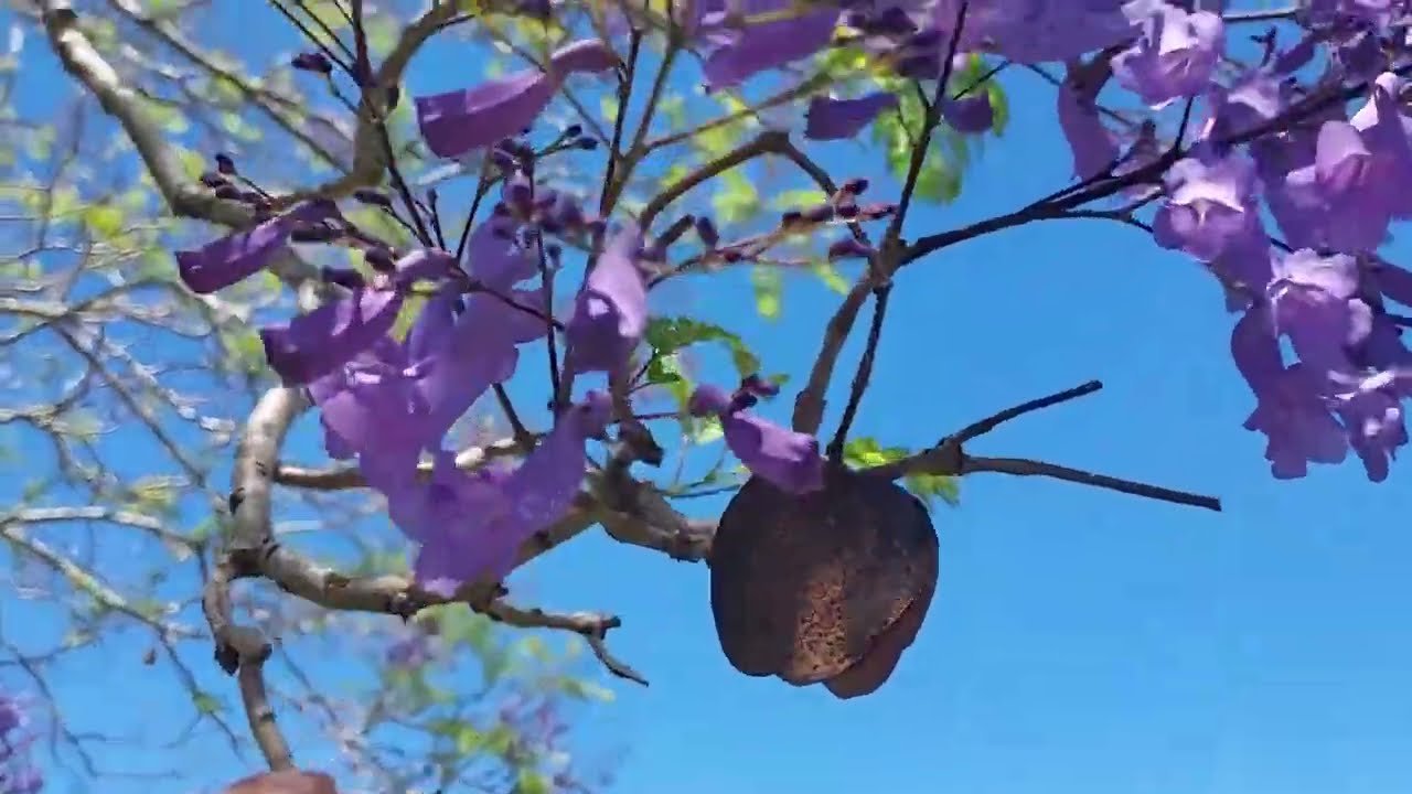 How to Grow and Care for a Jacaranda Tree