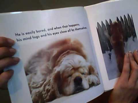 All Dogs have ADHD | Pennsylvania Echoes