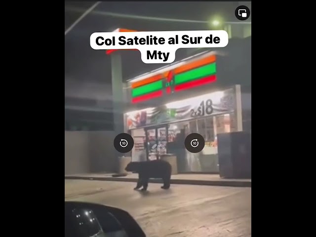 “Ahí viene, anda buscando cheve”; enorme oso llega hasta una tienda 7 ...