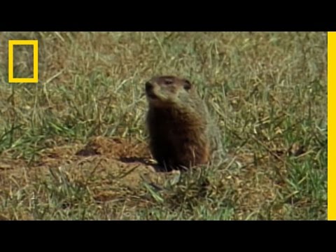 Groundhog Forecasters | National Geographic