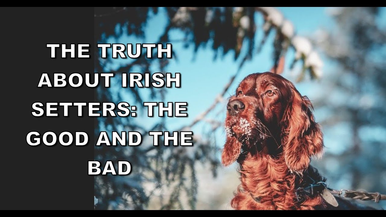 The Truth About Irish Setters: The Good and the Bad