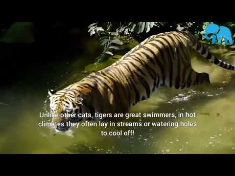 Tiger | Panthera tigris