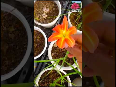 2 rain lily flowers | gardening tips | #bloom #orchid #flowers #nature #beautiful #lily #plant 4k