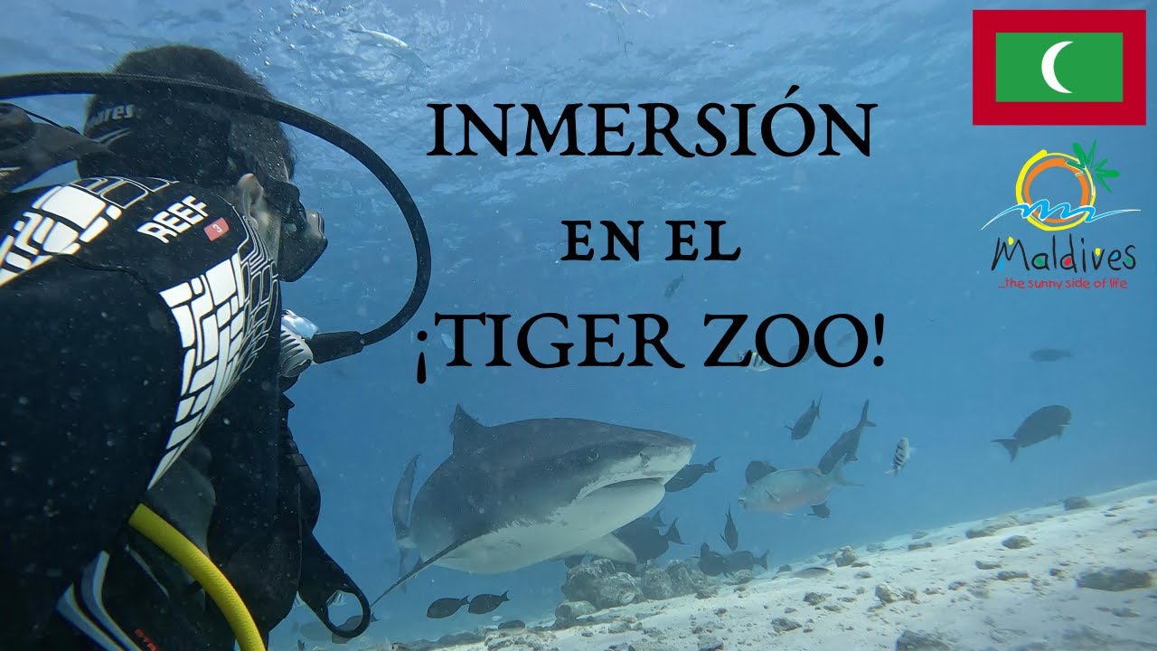 ¡INMERSION completa con el TIBURON TIGRE! - TIGER ZOO - ISLAS MALDIVAS