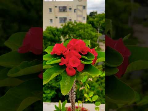 Red Blooming Beauty | Crown of Thorns Plant in Full Glory β€ | #flowers #shorts #crownofthorns