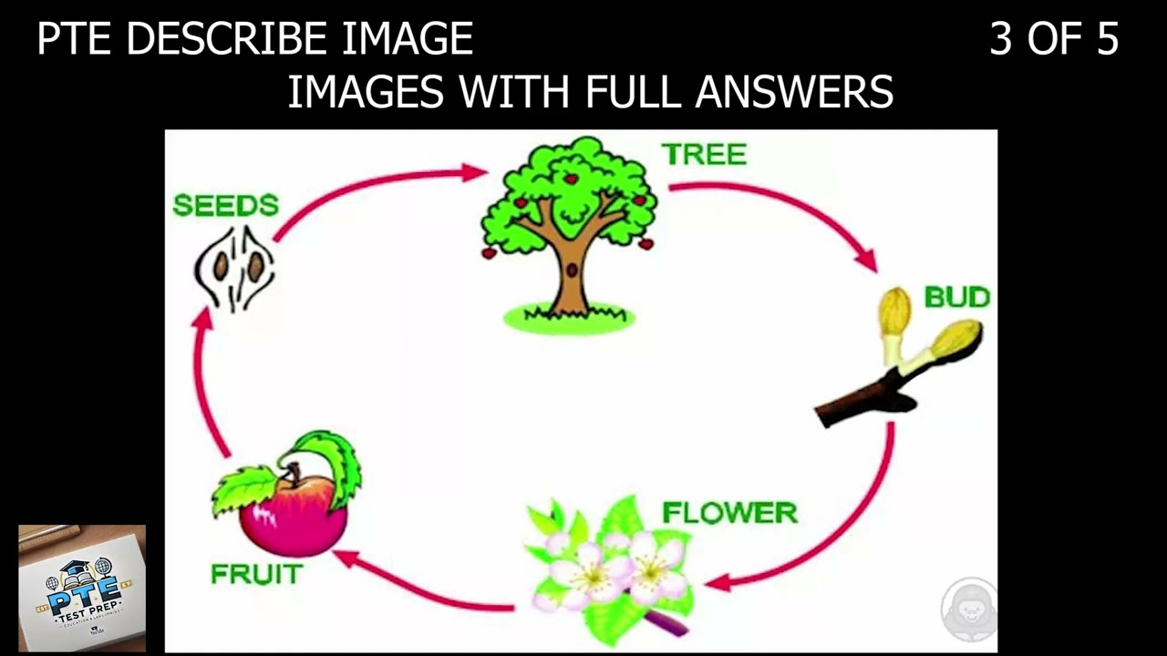 Part-35 PTE Describe Image 🔥 | 5 Most Important Questions | Prediction File 2026 @ptetestprep