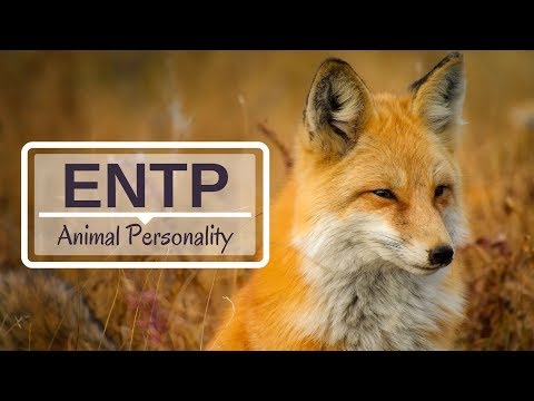 ENTP Animal Personality - Myers Briggs Personality Type