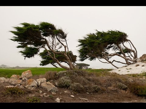 Forget wind turbines: Artificial trees could produce power from the breeze and the sound of city