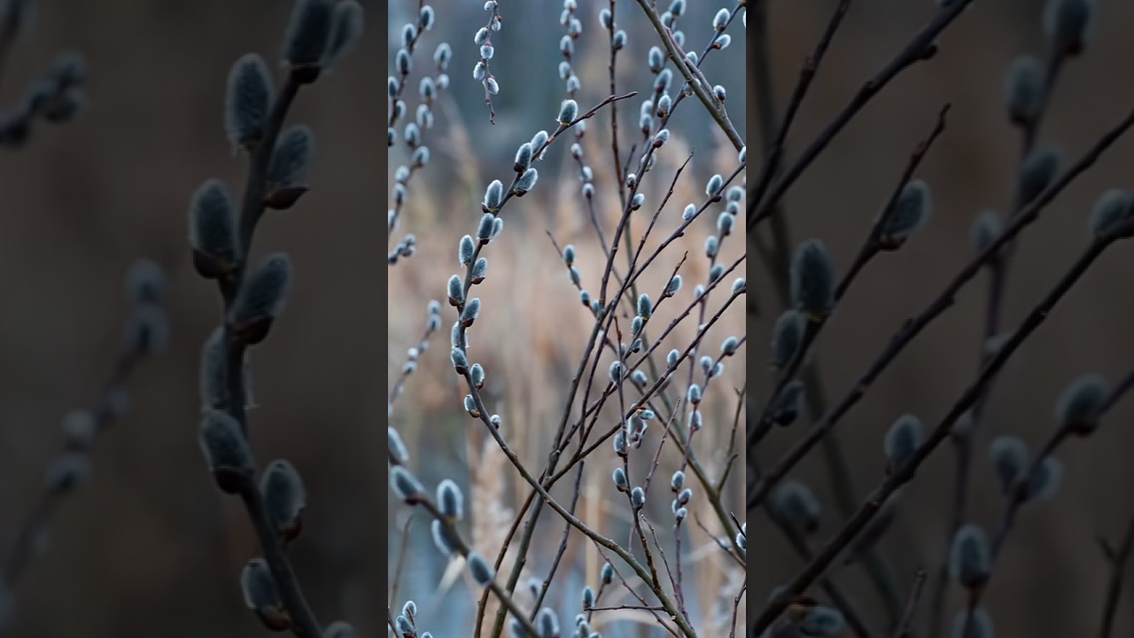 Easter Decor Inspiration 🌿 Willow Branches & Mini Violet Eggs #spring