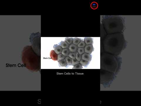 Stem Cells to Tissue Animation video |