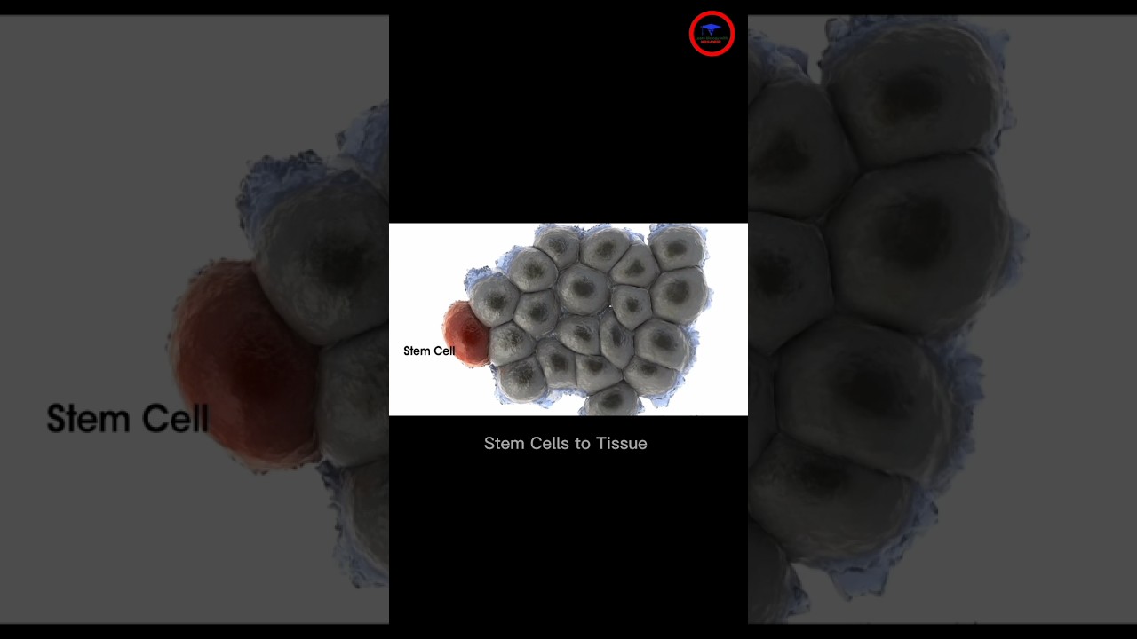 Stem Cells to Tissue Animation video |