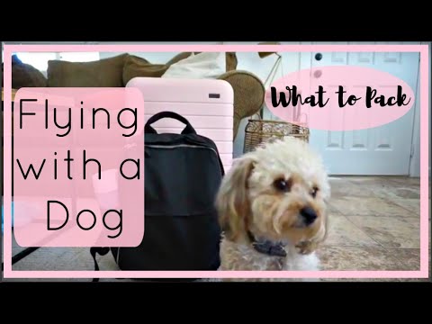 FLYING WITH A DOG | What You Need