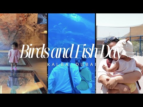 Birds and Fish Day in Dubai