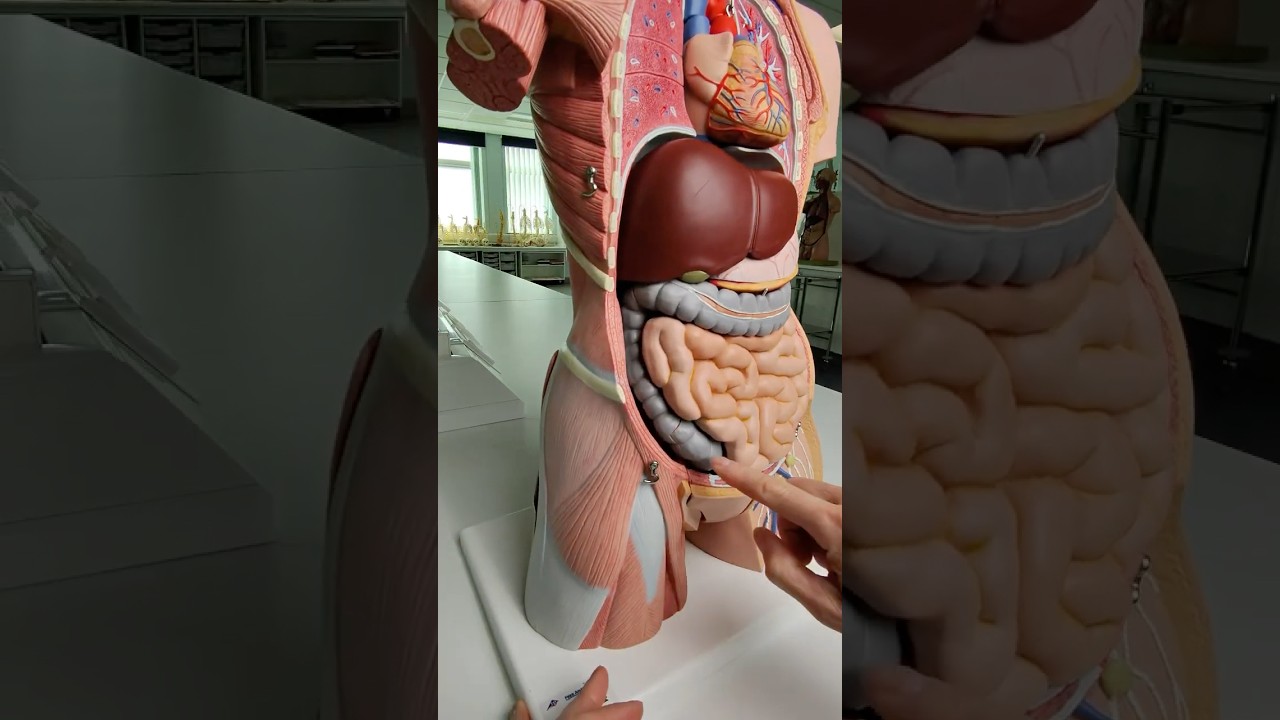 Large bowel (intestine) #anatomy