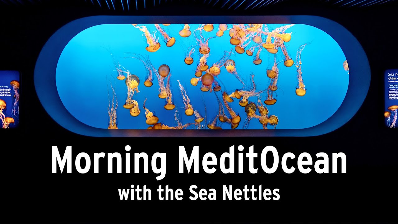 Relax with these calming ocean videos | Stories | Monterey Bay Aquarium