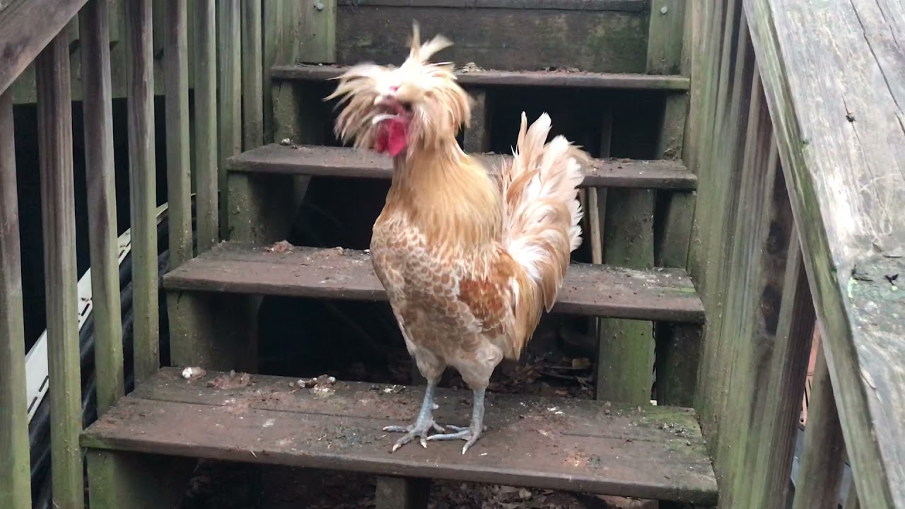 Buff Laced Polish Rooster Crows
