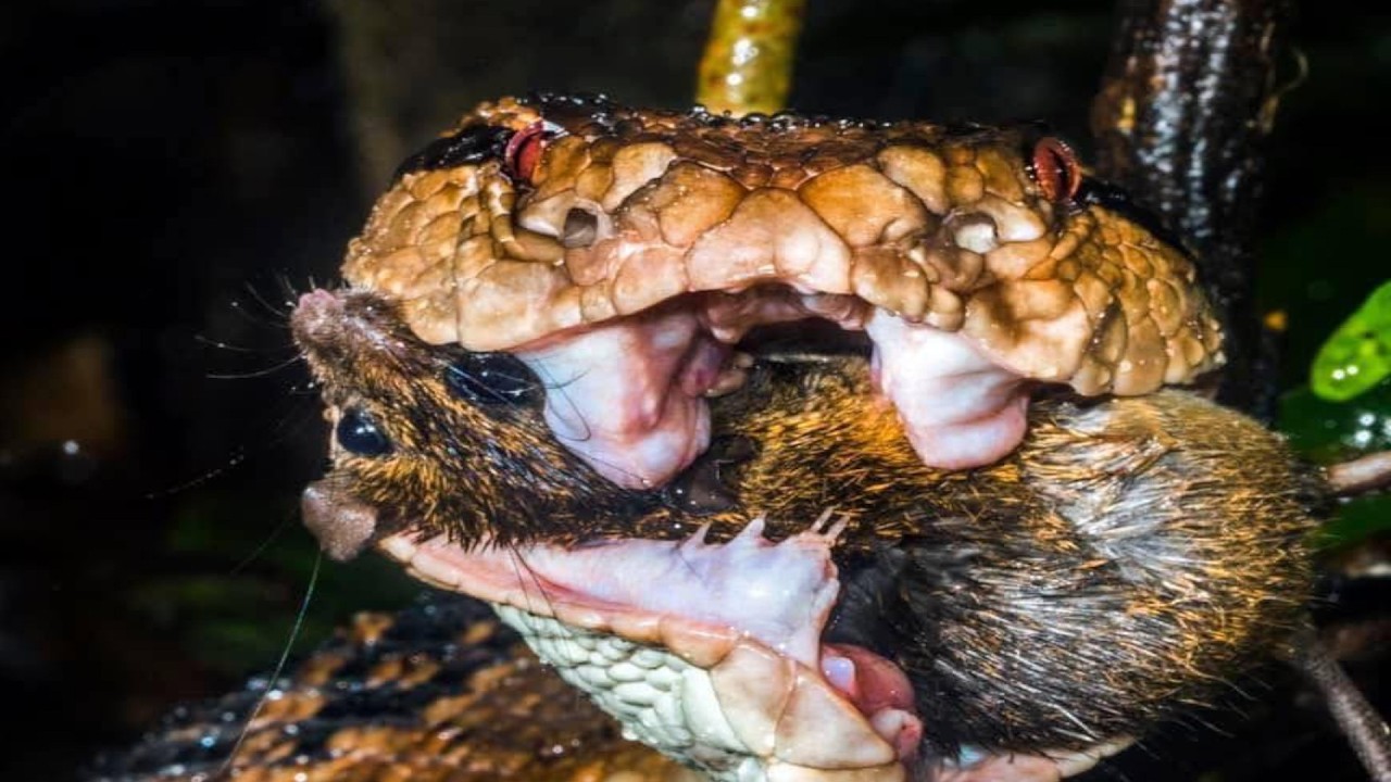 Why the Amazon Makes Australia Look Like a Joke