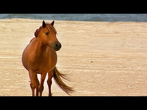 Back to the Wild: The Wild Horses of Assateague Island [audio described]