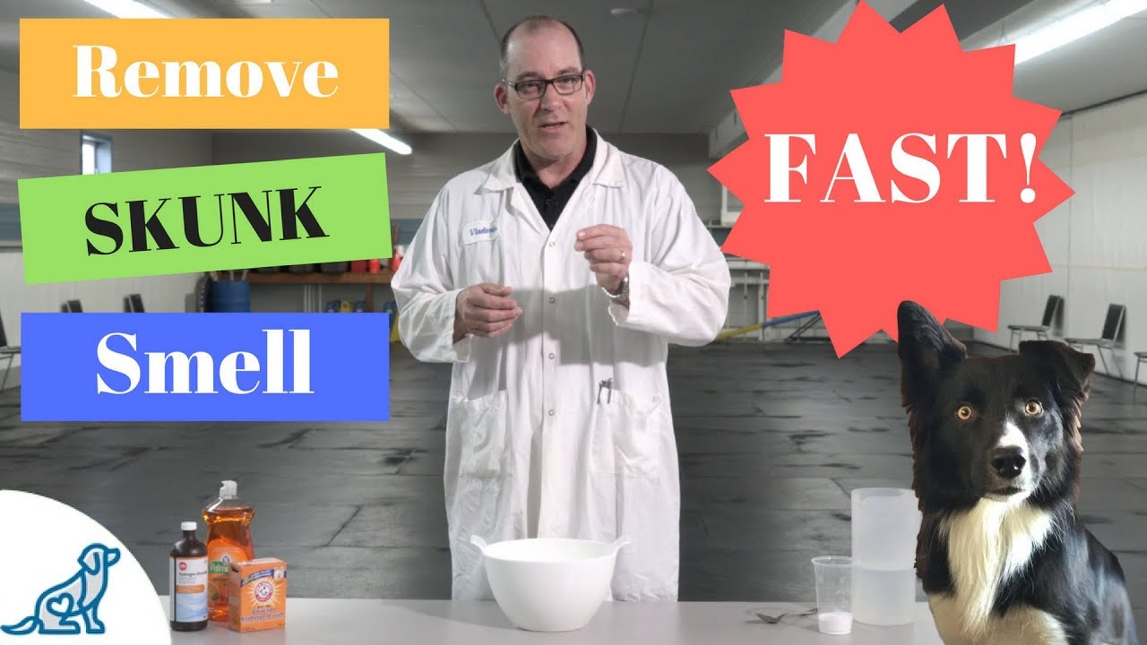 Remove Skunk Smell From Dog- Using Household Products