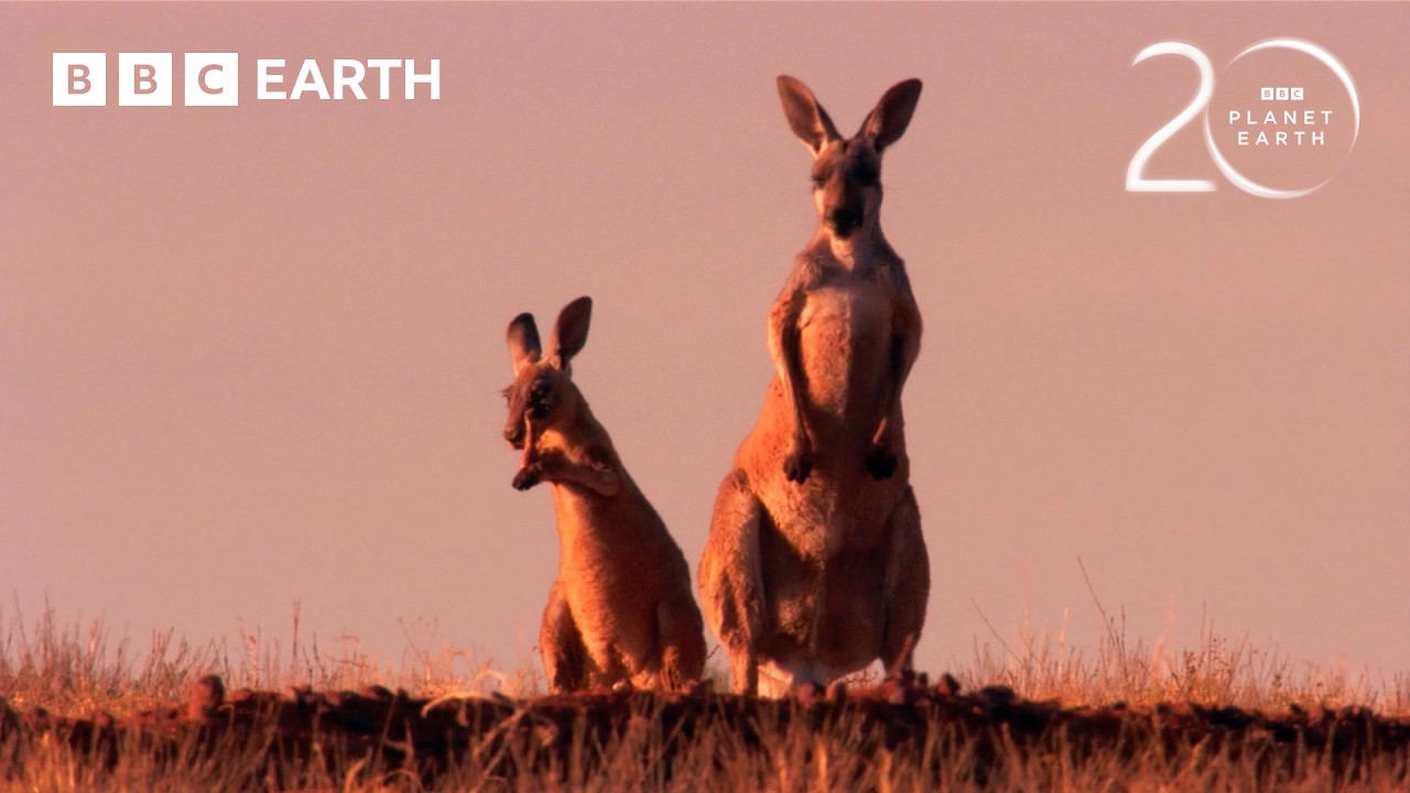 How Do Kangaroos Survive Extreme Heat? | 20 Years of Planet Earth | BBC Earth