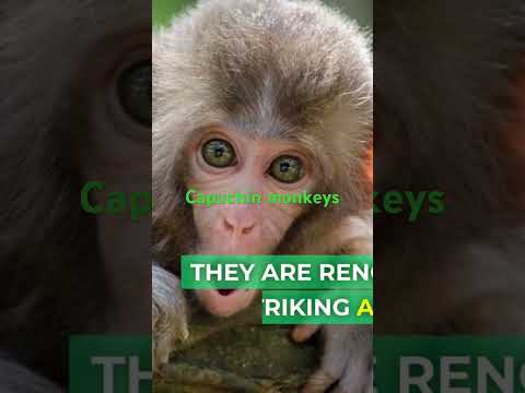 Capuchin monkeys face