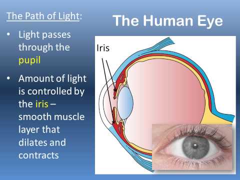 110: #34_Sensory_systems_part_1_The_Eye