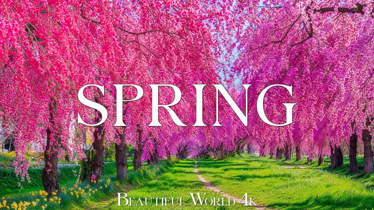 Spring Blossom 4K – Gentle Whisper Of Petals In The Arms Of Spring – Piano Music