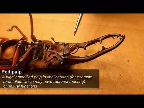 Dissecting an African Stag Beetle