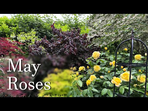 May 2025 Roses - David Austins & Heirloom Varieties