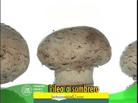 Vídeos de Agricultura - Vídeos de cultivos y sector agrario - El ...