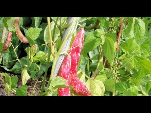 Growing Borlotti Beans