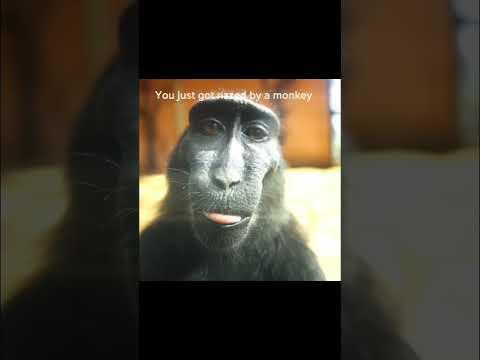 You just got rizzed by a monkey.🤫 #funnymemes #funny #monkey#rizz