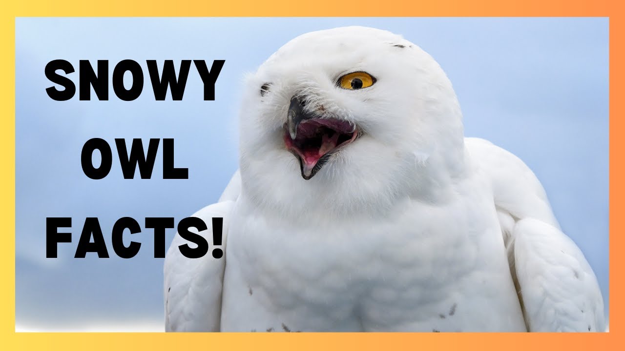 Snowy Owl Facts That Will Blow Your Mind! #snowyowl