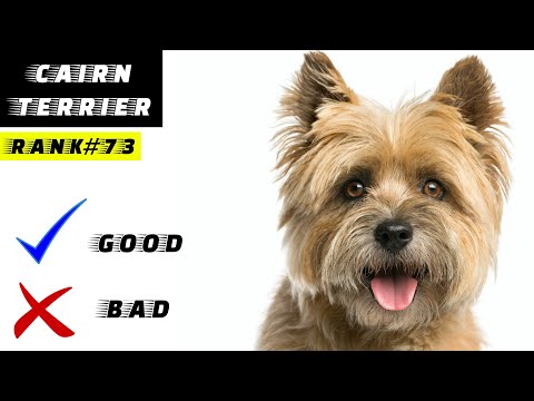 Cairn Terrier Pros And Cons