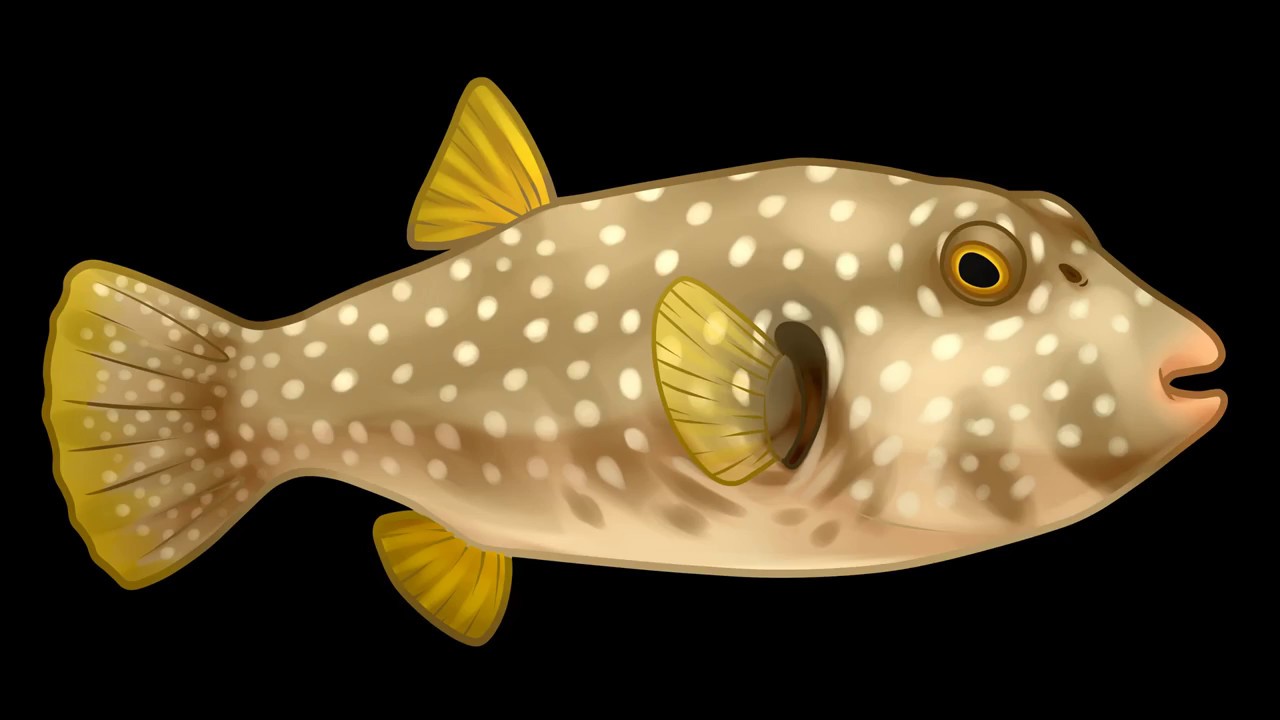 White-spotted Pufferfish (Arothron hispidus)