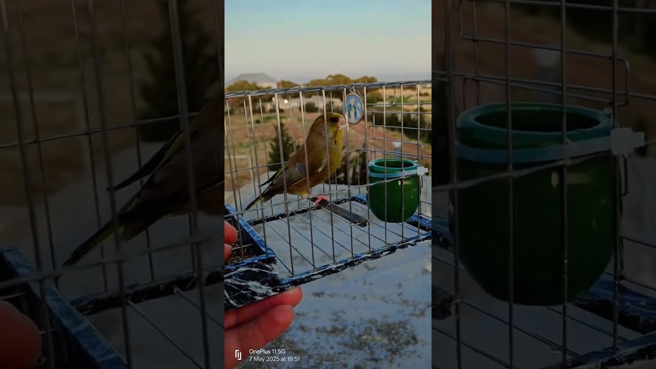 🌟 GIGI 🌟 #greenfinch #verdun #singing #birds #2024