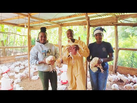 HOW TO START A PROFITABLE BROILER CHICKEN FARM ON A BUDGET #broilerfarming#chicken